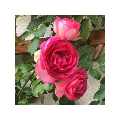 Rosier Grimpant Palais Royal Rosier Direct Producteur En Vente Sur