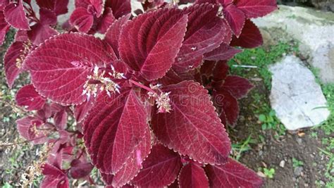 Red Leafs Plan Stock Image Image Of Morning Garden 254118747