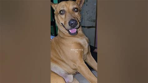 Cute Pickachoo Youtube