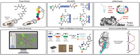 Cyclic Peptide Screening Methods For Preclinical Drug Discovery Journal Of Medicinal Chemistry