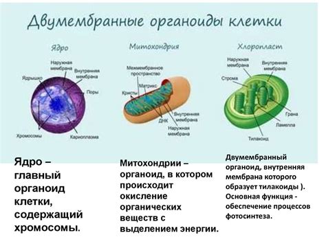 Клетка растительная животная Ткани презентация онлайн
