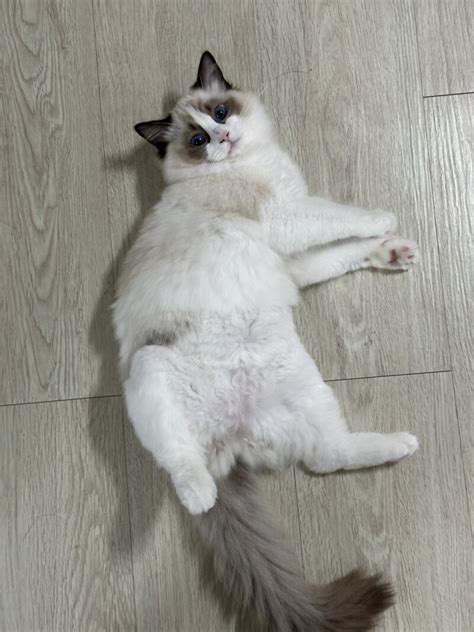 메이플스토리 인벤 우리집 고양이나 봐 메이플스토리 인벤 자유게시판