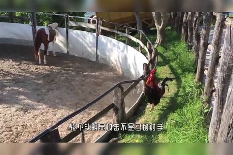 鸡跳进马圈谁料马被吓的腿软直接摔倒在地 腿软