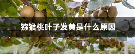 猕猴桃叶子发黄是什么原因 如意谷