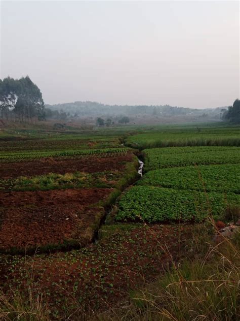 Burundi Les grains de maïs reçus n ont pas poussé à Bweru Ruyigi
