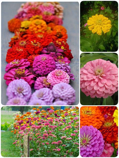 ในสวนสวย เมล็ดพันธ์ุดอกบานชื่น สีสดใส ปลูกง่าย ทนแล้ง