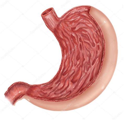 Anatomía Del Estómago Humano — Foto De Stock ©