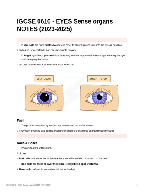 Igcse 0610 Eyes Sense Organs Notes 2023 2025 Pdf Eye Retina