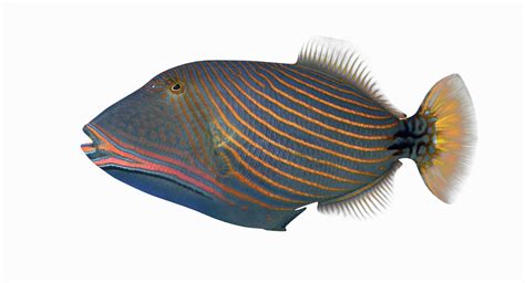 Undulate Triggerfish 3d Model Turbosquid 1203585