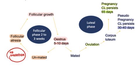 Cat Reproduction And Pregnancy 🐱 Flashcards Quizlet