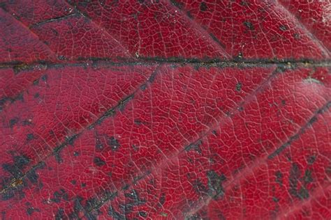 Free Picture Close Up Texture Of Grey Dry Leaf Decomposing