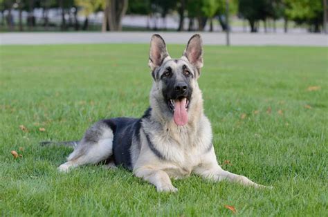 Black And Silver German Shepherd A Complete Guide