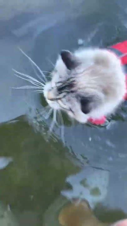 Cute Cat Swimming Catlover Catvideos Kitten Mskitty Kitty Youtube