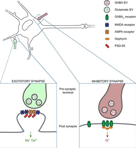 A Chemical Synapse