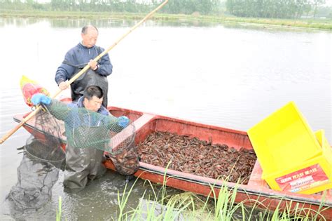 建湖县人民政府 镇区动态 高作小龙虾抢“鲜”上市