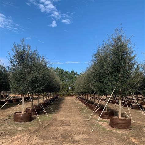 Specimen Growing — Root Pouch