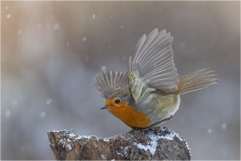 Rotkehlchen Forum für Naturfotografen