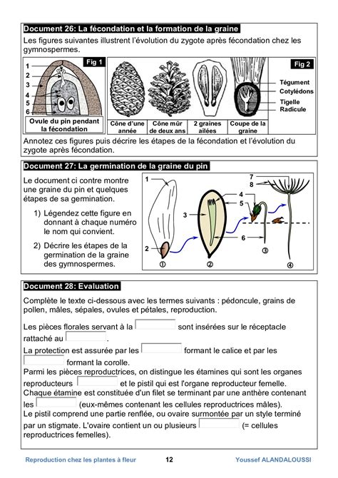 La Reproduction Sexuée Chez Les Plantes à Fleurs Documents 1 Alloschool