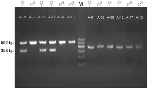 Improved Molecular Assay For Sex Identification Of The Endangered