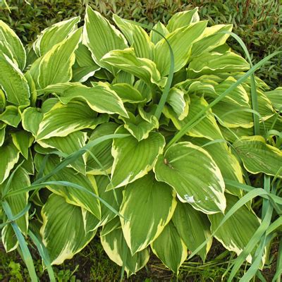 mnogoletnik.com - Hosta Albomarginata - Хоста Альбомаргината