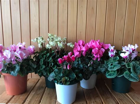 【シクラメンの育て方】シクラメンを翌年以降も咲かせるために。休眠のコツや開花しないときの対処法