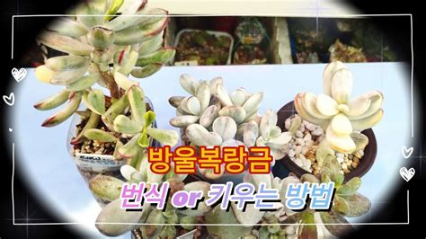 1월 7일 방울복랑금 번식 키우는방법 방울복랑금 원종방울복랑금 호피복랑금 다육식물 다육이키우기 Succulents Youtube