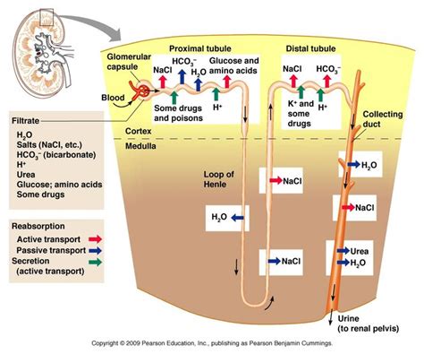 63 Best Images About Nursing Renal System On Pinterest Shock Wave