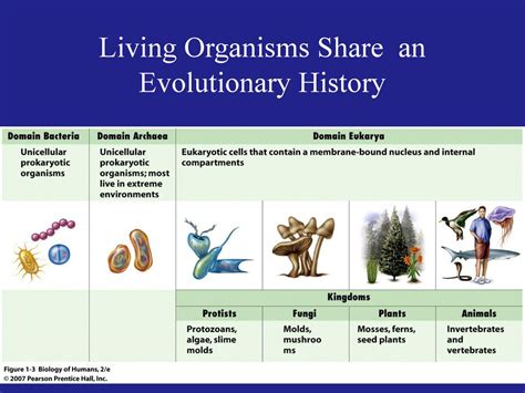 Classification Of Organisms Based On Their Primary Source
