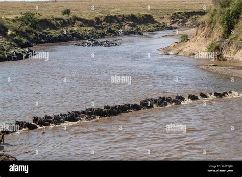 Kenya Masai Mara National Reserve National Park Wildebeest Group