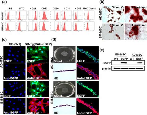 Fabrication Of Rat Mesenchymal Stem Cell Sheets A Histogram Of Cell