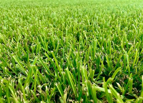 Raleigh St Augustine King Ranch Turfgrass
