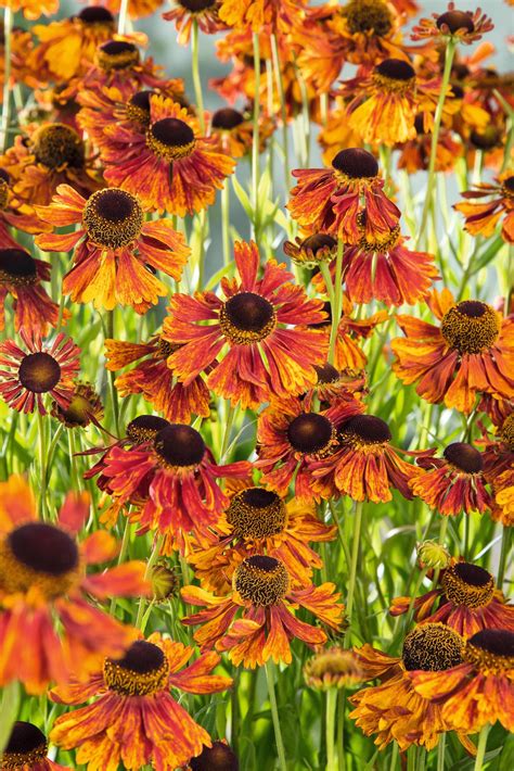 Helenium Helena Red Shades Egmont Seeds
