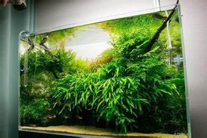 铁冠水草 九冠水草 小九冠水草 第6页 大山谷图库