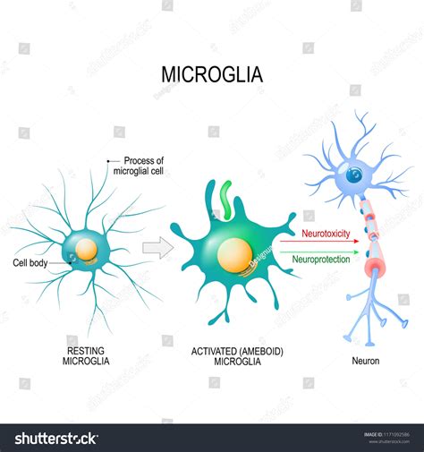 Microglia Diagram