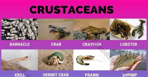 Crustaceans Useful List Of 16 Names Of Crustaceans In The World