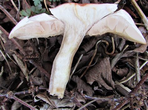 Wood Blewit Wild Food Uk
