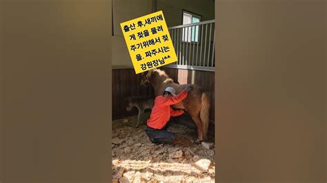 출산 후새끼에게 젖을 물려 주기위해서 젖이 나오게 짜주시는 강원장님♡송곡대학교승마교육원학생승마 Youtube