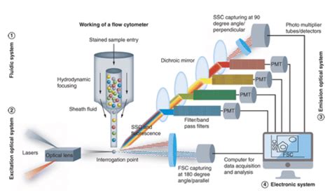 Large Scale Application Of Flow Cytometry To Address Breast Cancer