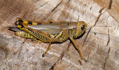 Differential Grasshopper Facts Identification And Pictures