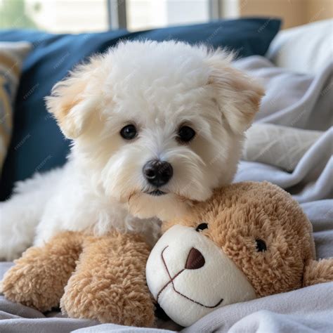 Premium Photo Bichon Frise With A Fluffy Teddy Bear Cut Ready For Cuddles