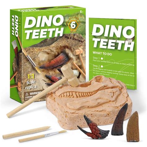 Excavation archéologique fossile de dent de dinosaure jouet d apprentissage éducation