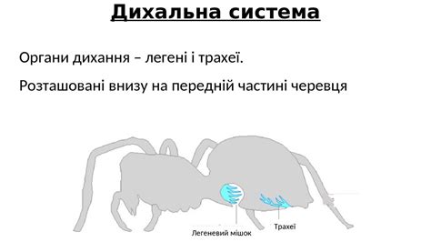 Загальна характеристика класу Павукоподібні презентация онлайн