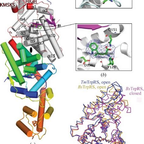 PDF Structure Of A Tryptophanyl TRNA Synthetase Containing An Iron Sulfur Cluster