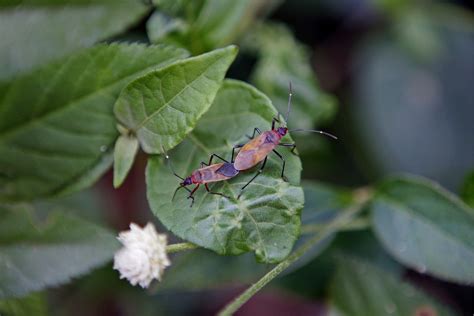 Reserva do Tinguá na Região Metropolitana do Rio abriga espécies de fauna e flora de Mata