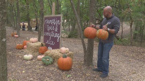 Pumpkin Patches In Dallas Fort Worth Find One Near You