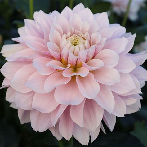 ダリアの球根：（中大輪）フェアリードレス1球 の通販 園芸ネット