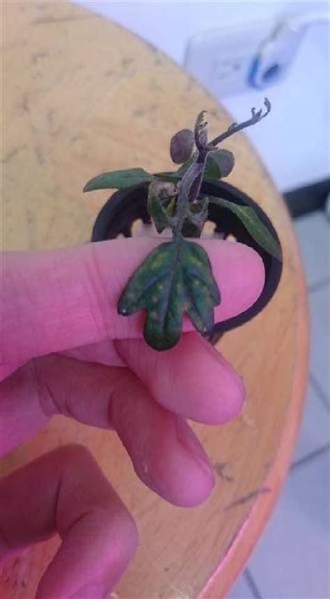 關於水耕番茄生長狀況不佳的問題 有附照片 煩請有經驗者幫忙解惑 感謝 農業知識入口網