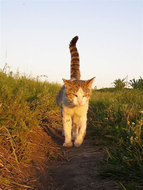 Походка кота - картинки и фото koshka.top