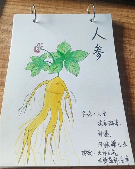 儿童中草药简笔画图片13张 几塔之家