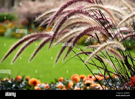 Purple Fountain Grass Pennisetum Sataceum Rubrum Purple Panicles On